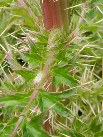 Deep South Kikos News: Thistle and Stinging Nettles